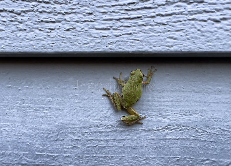 Tree Frog Climbing Wood Siding Stock Photo - Image of wildlife, frog ...