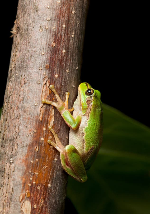 Green Tree-frog Clinging On A Branch Stock Photo - Image of spread ...