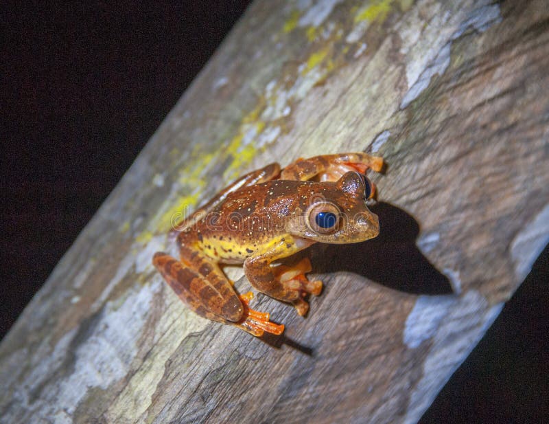 Tree Frog Close Up at Night in Borneo Stock Image - Image of amphibian ...