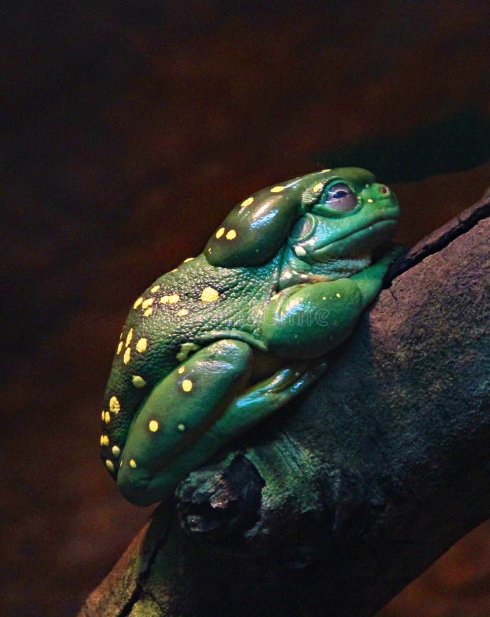 Splendid Tree Frog stock photo. Image of australia, perch - 99772904