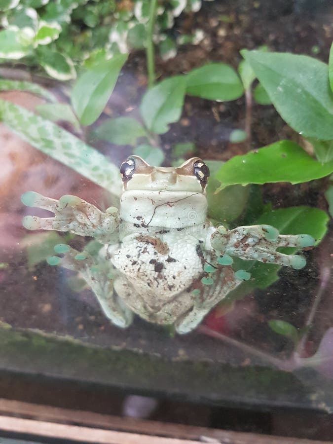 Tree frog stock image. Image of frog, tree, nature, sticky - 99745827