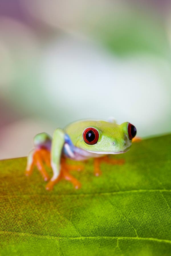 Tree frog stock photo. Image of animal, colours, clambering - 1940632