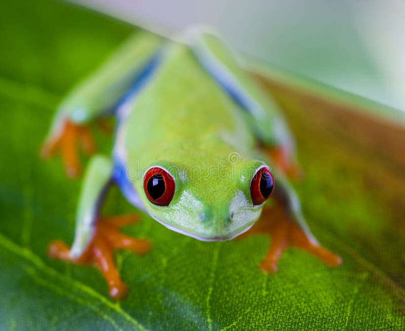 Tree frog stock photo. Image of animal, colours, clambering - 1940632