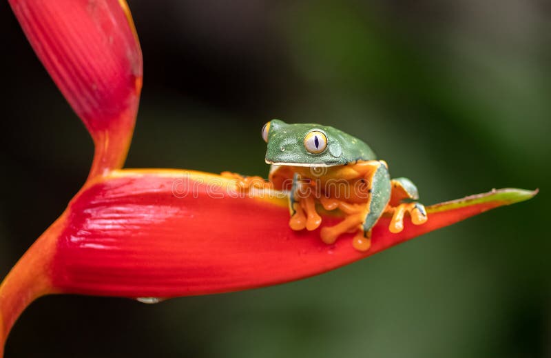 A Tree Frog in Costa Rica stock image. Image of carolina - 240793663