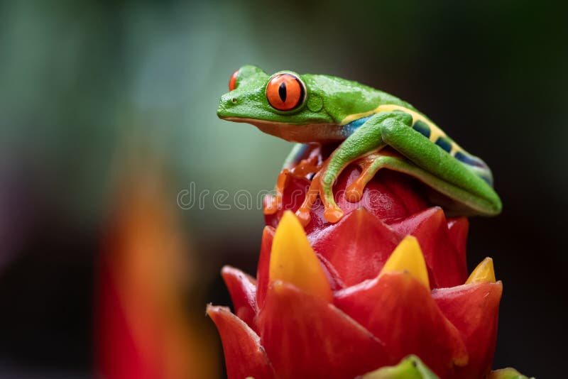 Tree Frog in Costa Rica stock photo. Image of cloud - 132310704
