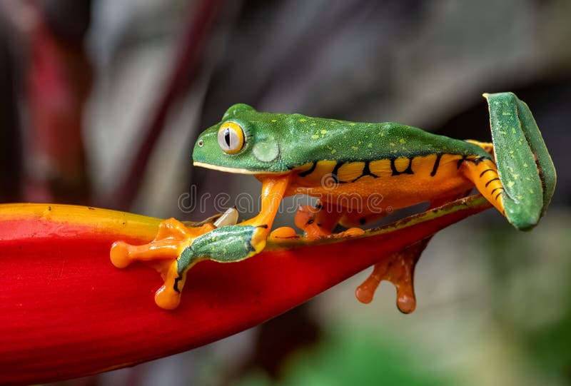 A Tree Frog in Costa Rica stock photo. Image of colorful - 175244872