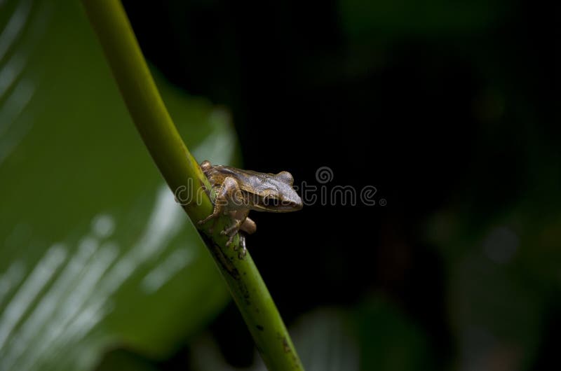 Tree frog stock image. Image of quiet, tree, wildlife - 92737617
