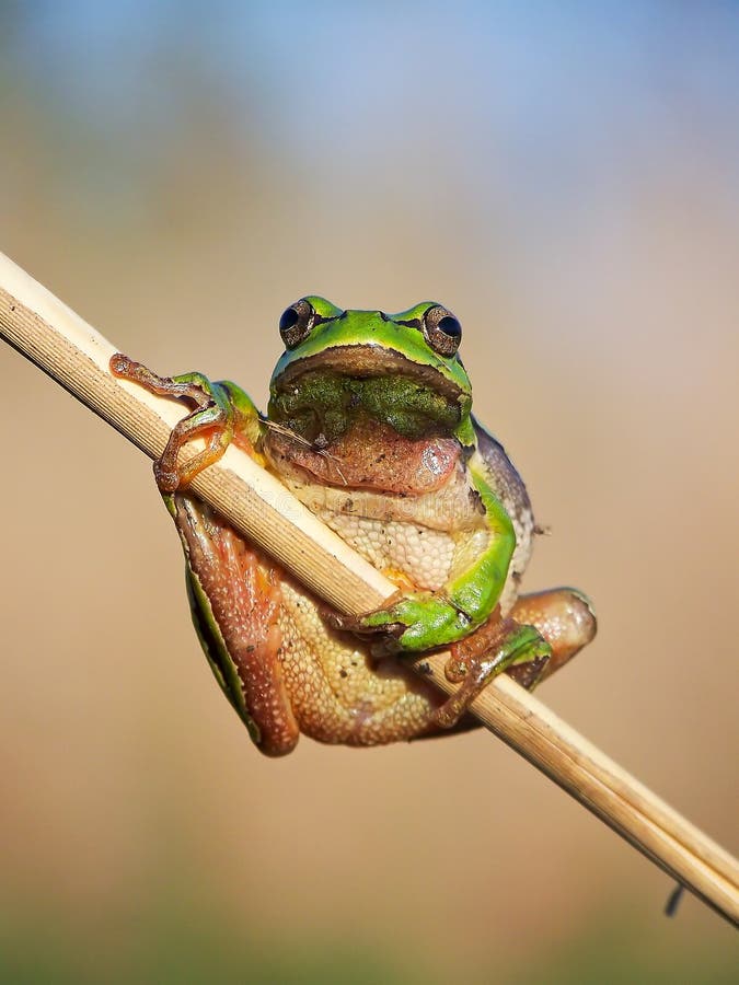 Tree frog stock photo. Image of amusing, isolation, croak - 53150570