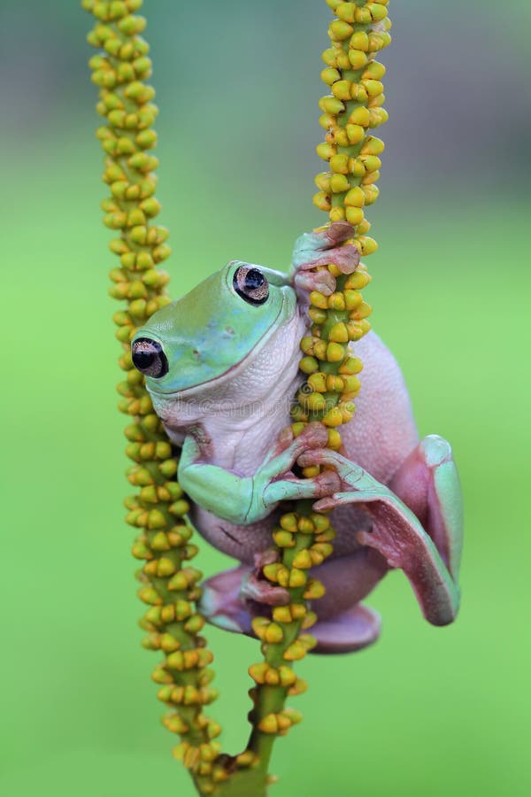 Tree Frog, Dumpy Frog on Branch, Animal Stock Photo - Image of focus ...