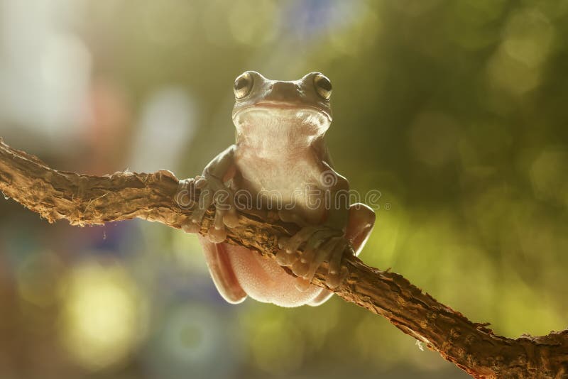 Frog.Dumpy,Animals,Stage,Natural,Amphibians,Reptiles Stock Photo ...