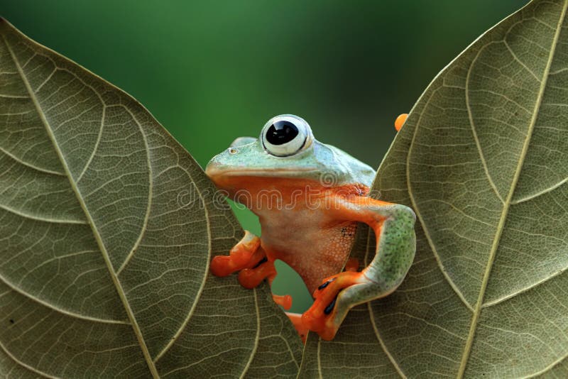 Tree Frog, Dumpy Frog on Green Leaves, Wallace Stock Image - Image of ...