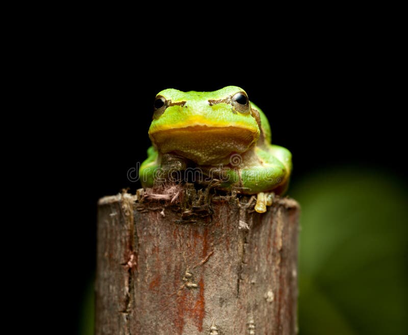 Tree frog en face stock image. Image of frog, watching - 19688059