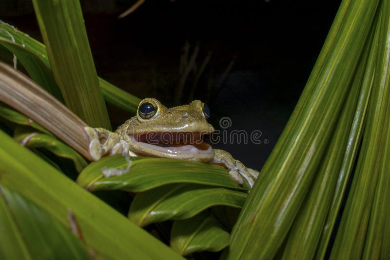 Tree Frog with Facial Expression Stock Image - Image of animal, tree ...