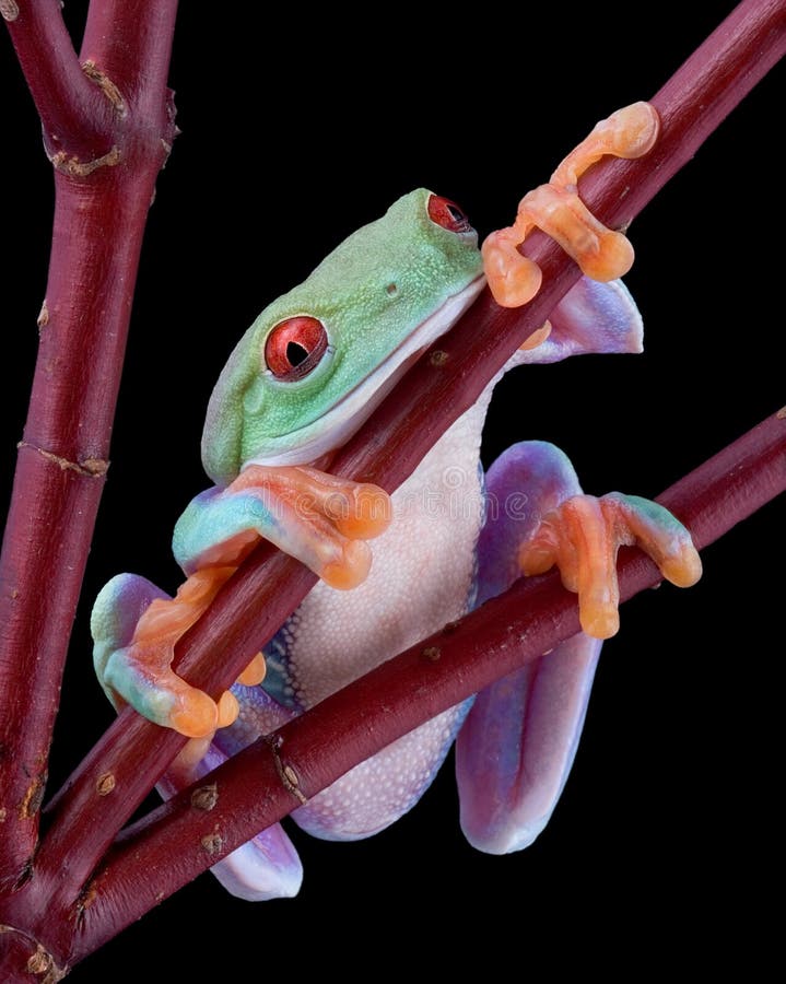 Tree frog falling asleep stock photo. Image of amphibian - 7642924