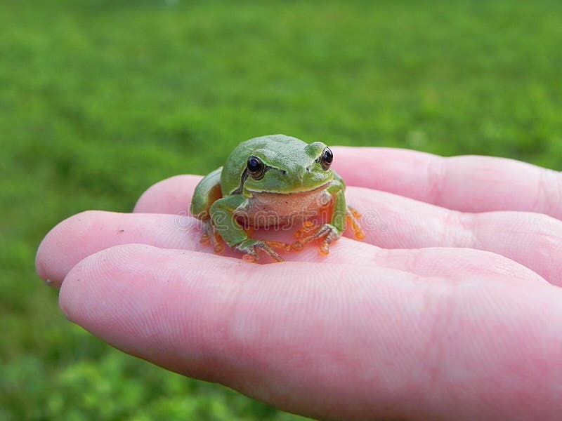 Frog With Hand Raised