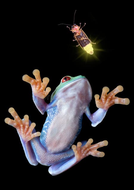 Tree frog after firefly stock image. Image of prey, webfoot - 9746013