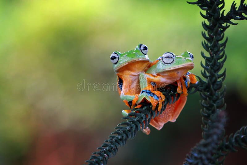 Tree Frog, Flying Frog, Frog on Branch Stock Photo - Image of flying ...