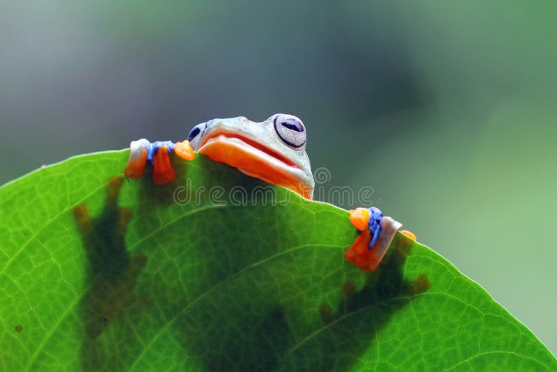Tree Frog, Flying Frog Hide on Leaf Stock Image - Image of eyes, frog ...