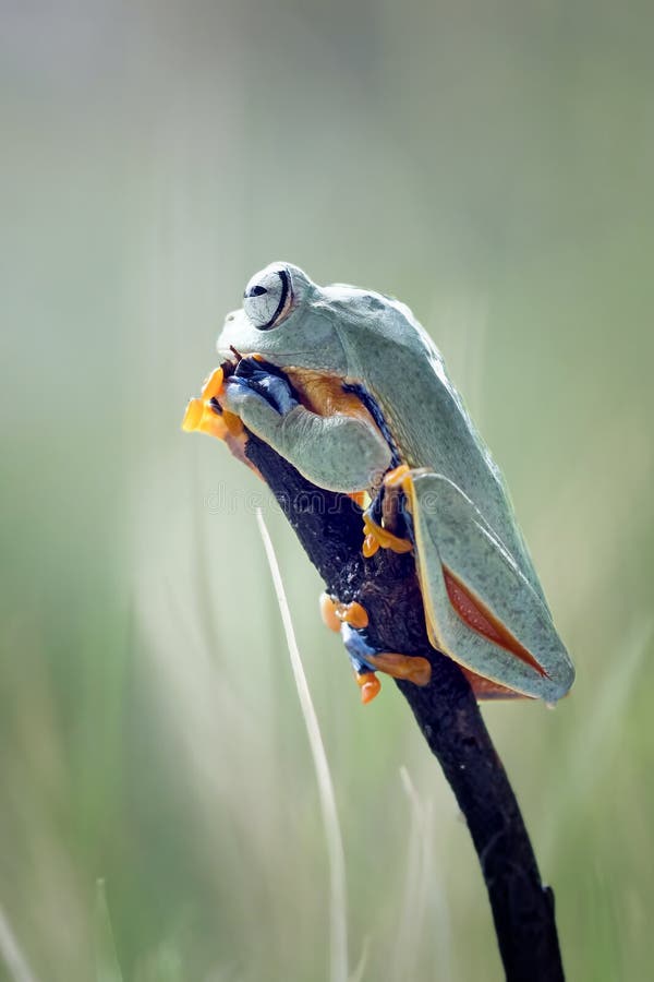 Tree Frog, Flying Frog, Javan Tree Frog, Wallace Stock Photo - Image of ...