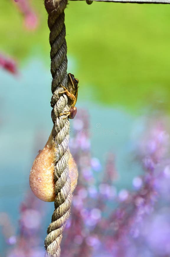Tree Frog and Foam Nests on a Rope Stock Image - Image of hang, pond ...