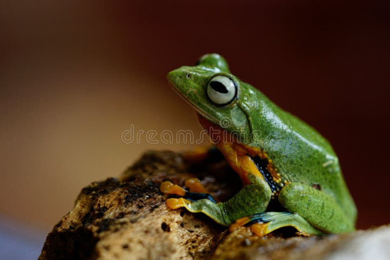 Tree Frog , Gliding Frog & X28;Rhacophorus Reinwardtii& X29; Sitting on ...