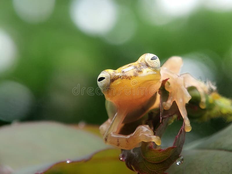 Tree Frog, Golden Glass Frog on a Tree Branch Stock Photo - Image of ...