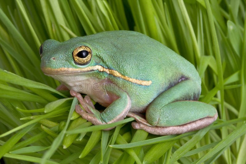 Tree frog in grass stock image. Image of amphibian, frog - 14422891