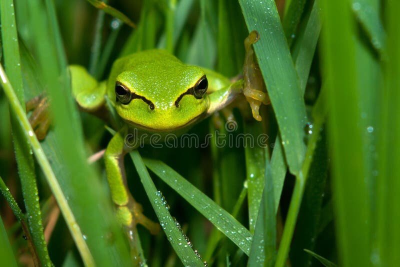 Tree frog in the grass stock photo. Image of amphibious - 19971450
