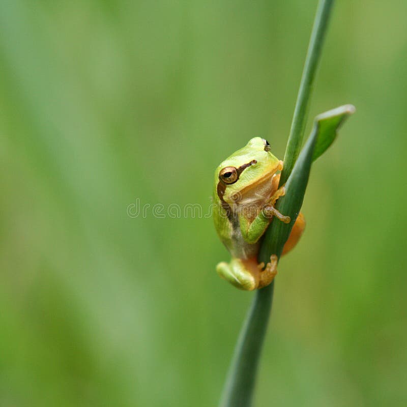 Tree frog on grass blade. stock image. Image of wildlife - 187564239