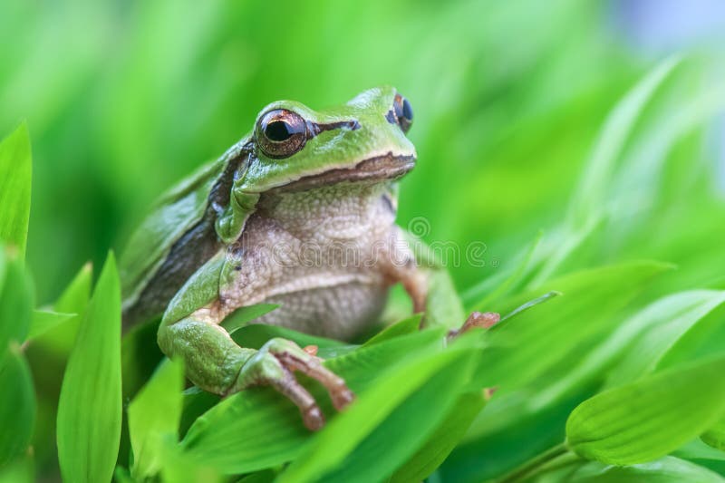 Tree_frog stock image. Image of froggy, amphibian, stare - 22563055