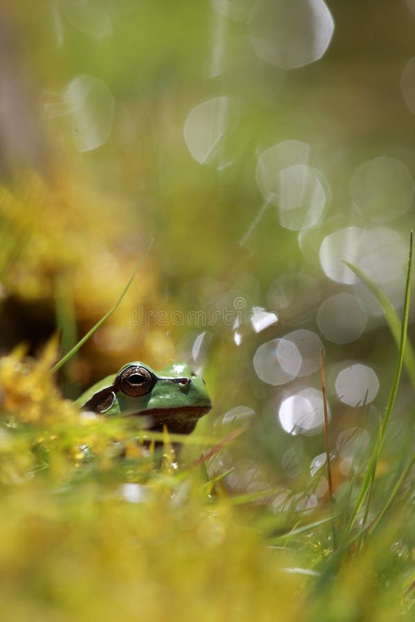 Tree frog stock image. Image of pond, frog, hide, nature - 76231129