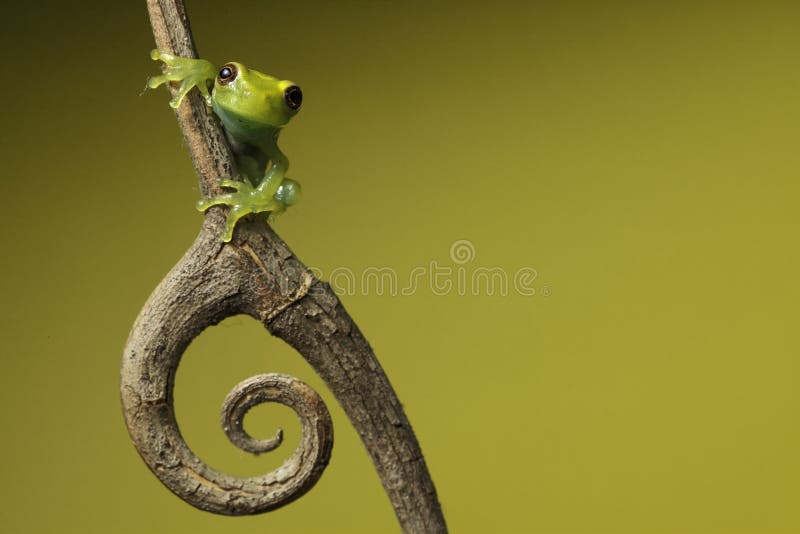Green Tree Frog on Leaf Amazon Animal Amphibian Stock Image - Image of ...