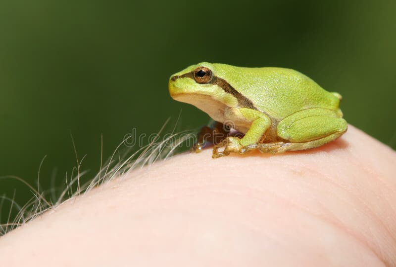 Tree Frog Picture. Image: 6081529