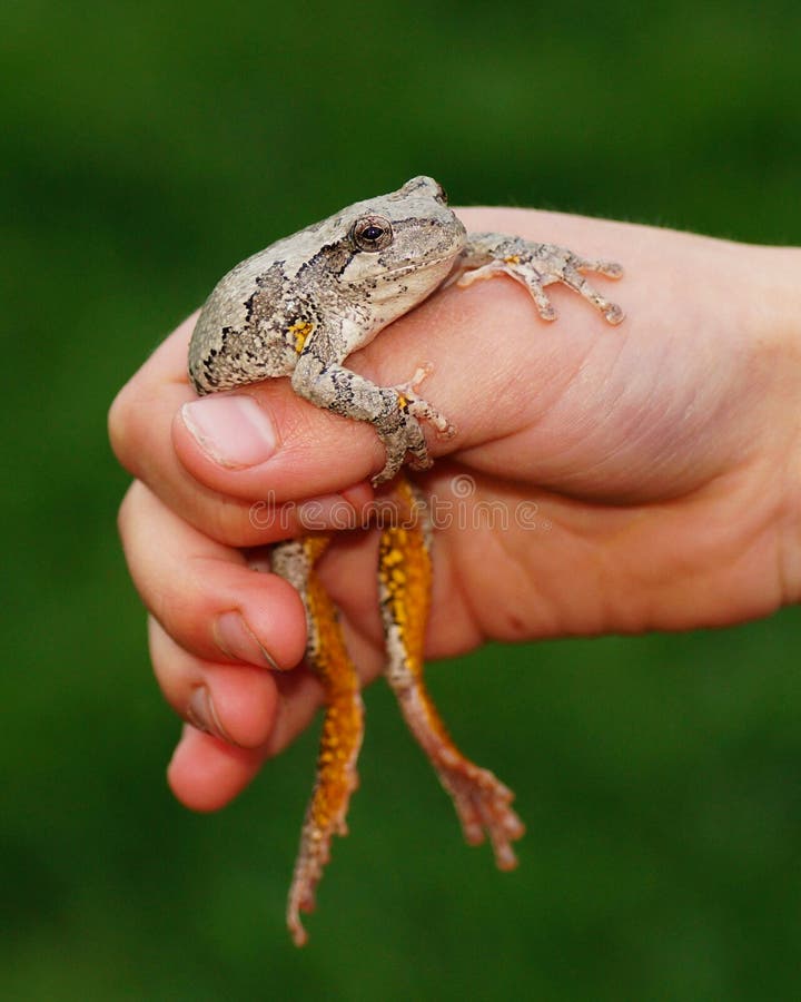Frog in hand stock image. Image of fish, animal, amphibian - 37540605