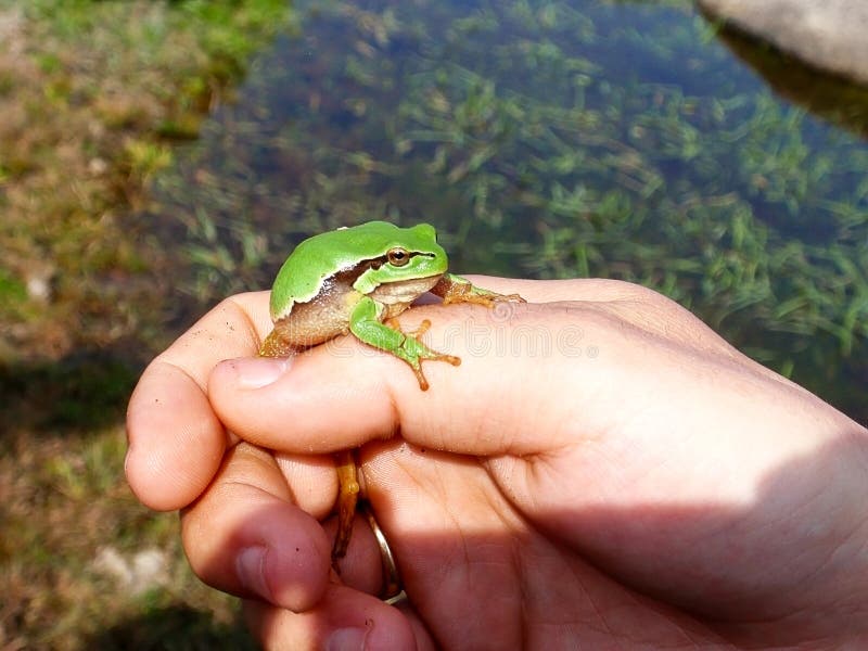 Tree frog on a hand stock image. Image of toad, natural - 79741235