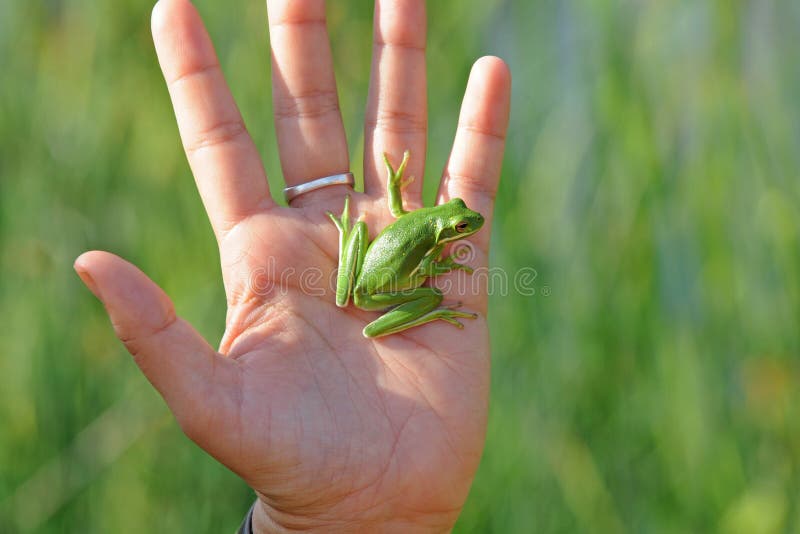 Green Tree Frog Hand Human Stock Photos - Free & Royalty-Free Stock ...