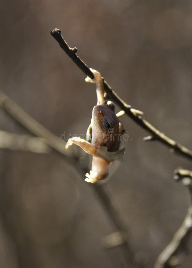 917 Frog Hanging Stock Photos - Free & Royalty-Free Stock Photos from ...
