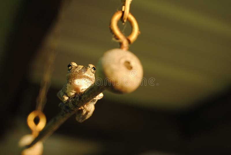 Frog hanging out stock image. Image of amphibian, animal - 11075693