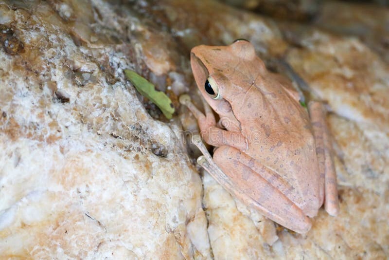 Tree Frog Hide Top of Stone by Adjusting the Skin Stock Photo - Image ...