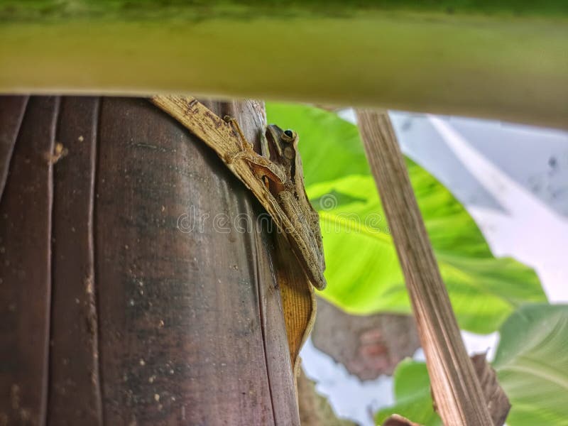 A Tree Frog Hiding on a Banana Tree Trunk in a Garden Stock Image ...