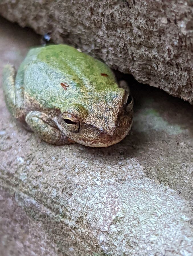 Tree Frog Hiding in Wooden Railing Stock Image - Image of wildlife ...