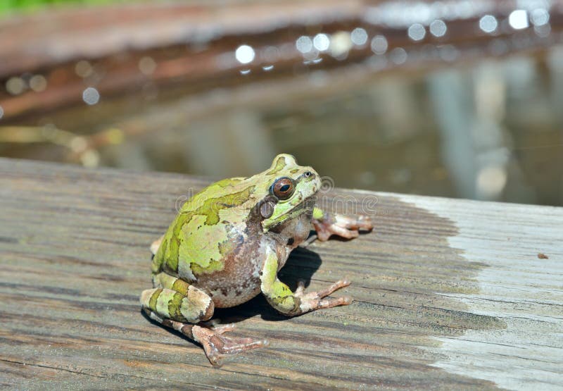 Frog Hyla 1 stock image. Image of aquatic, hyla, animals - 10497063