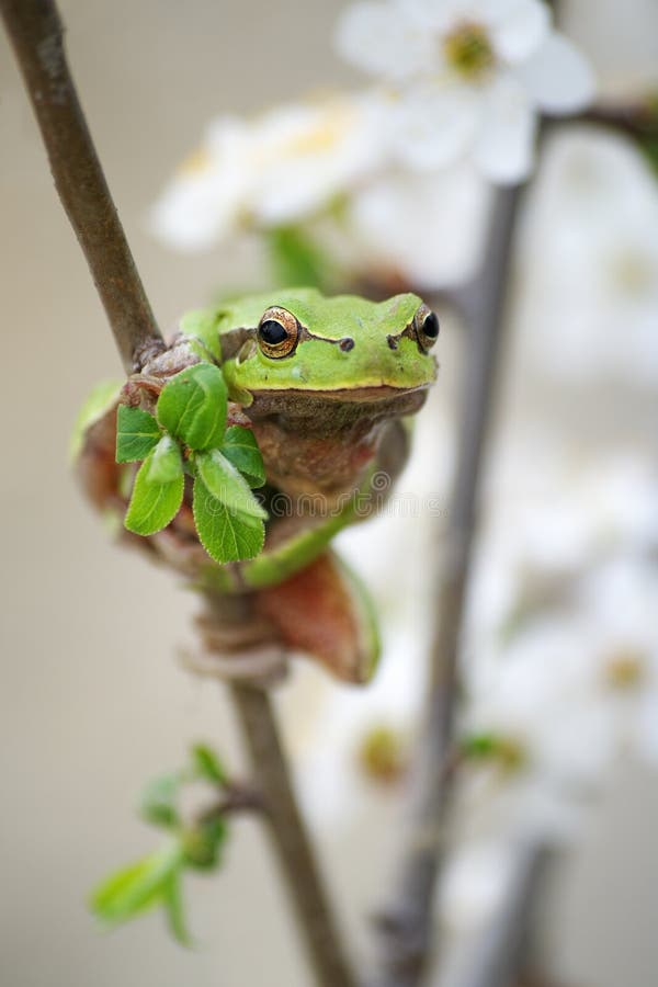 Tree frog Hylidae stock photo. Image of flower, animal - 13874988