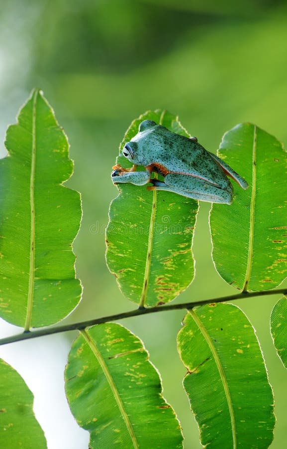 Tree frog stock image. Image of amphibian, frog, leaf - 135407497