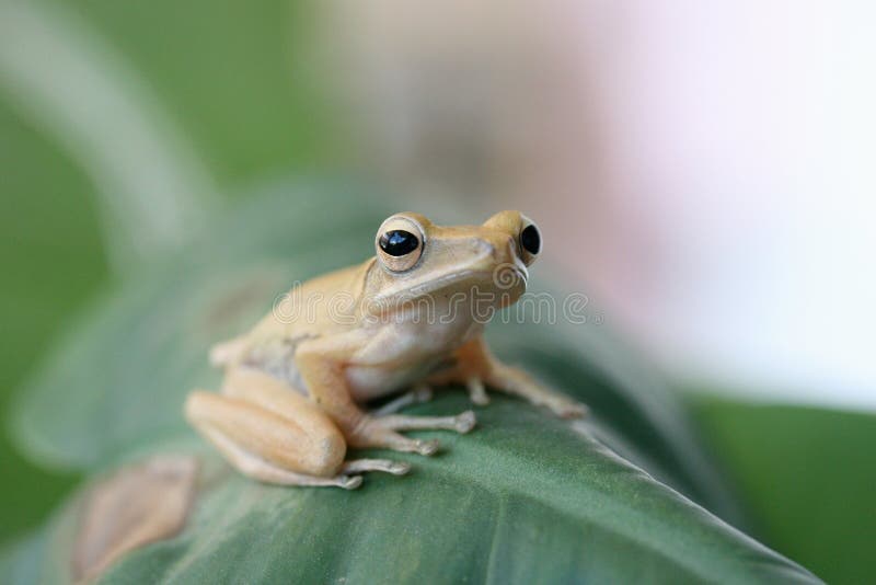 Tree frog on leaf, stock photo. Image of frog, double - 23800732