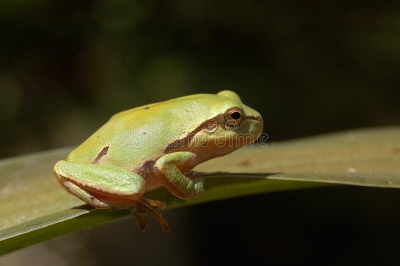 Tree Frog on the Leaf stock photo. Image of forest, climate - 7288084