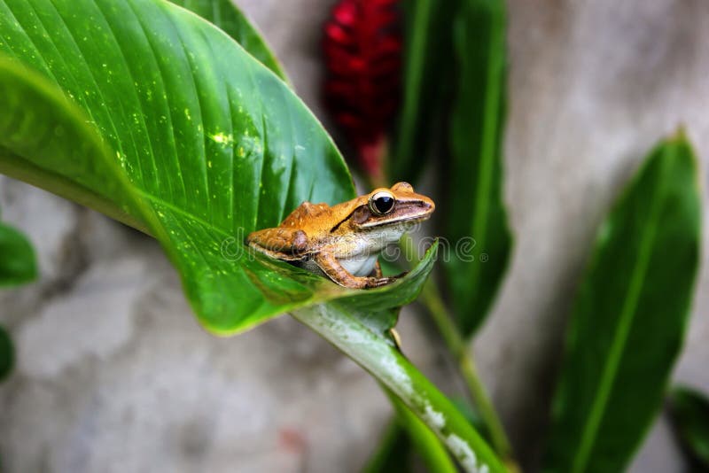 Tree Frog on leaf stock photo. Image of closeup, animal - 50952952