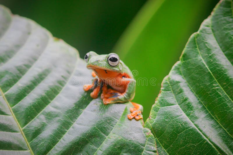 Tree Frog, Tree Leaf on the Leaf Branch Stock Image - Image of ...