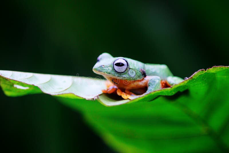 Tree Frog, Tree Leaf on the Leaf Branch Stock Photo - Image of color ...