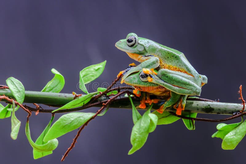 Tree Frog, Tree Leaf on the Leaf Branch Stock Image - Image of color ...